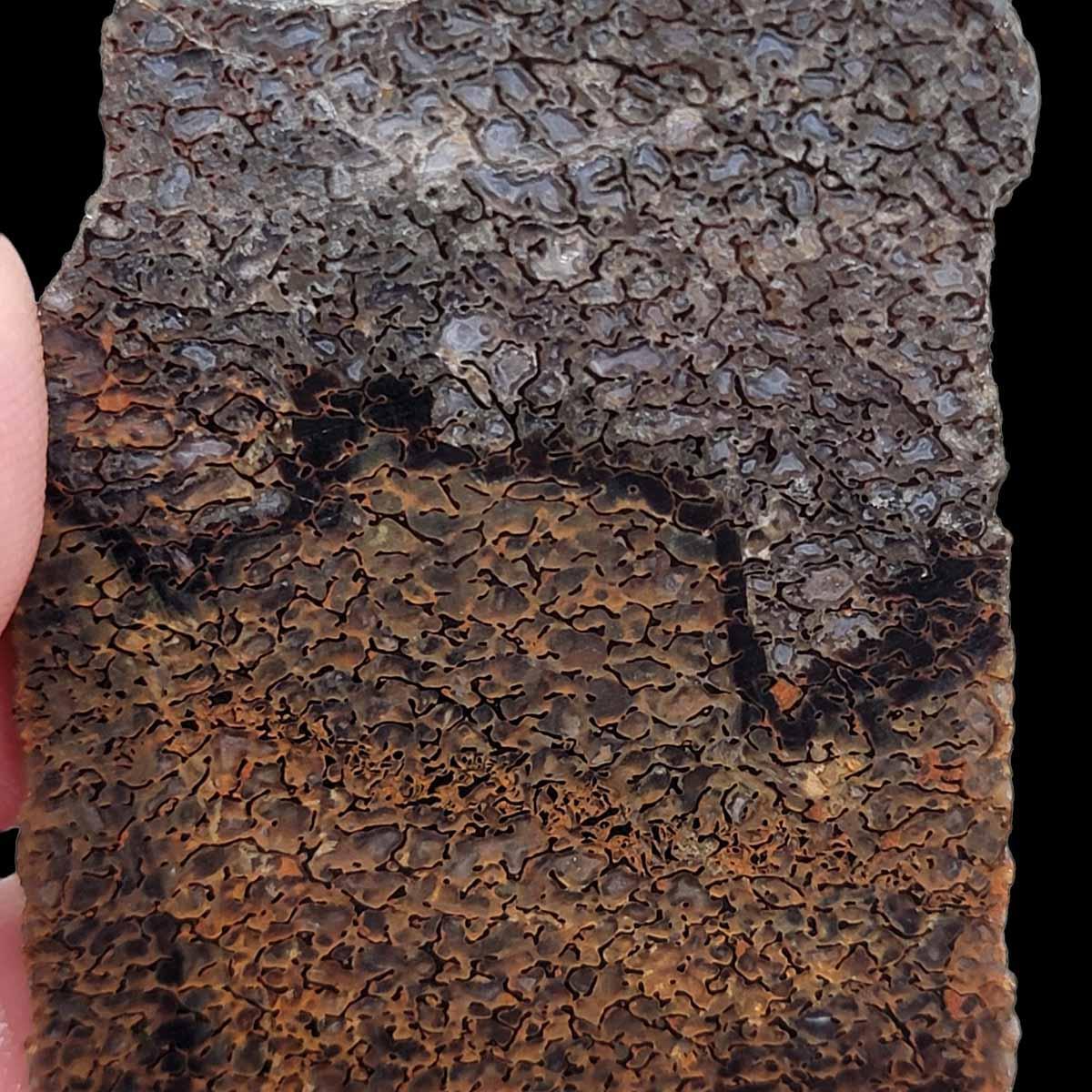 Gem Dinosaur Bone Lapidary Stone Slab! Fossil Dino Bone! | eBay