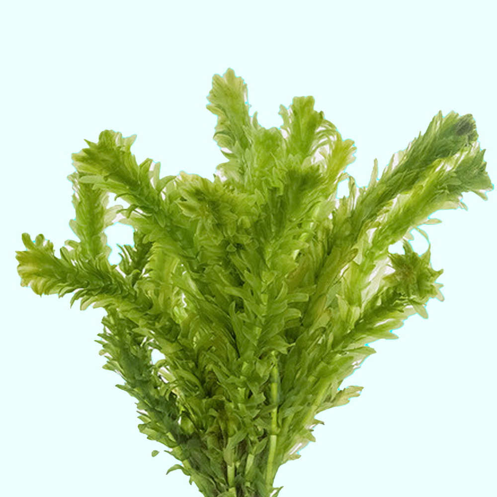 Anacharis Egeria Densa Bunch Live Aquarium Plants | eBay