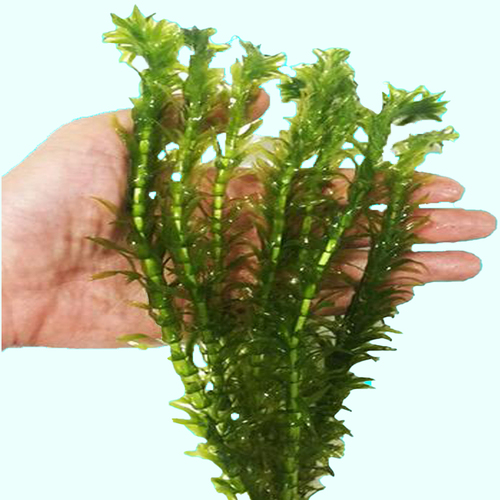 Anacharis Egeria Densa Live Aquarium Plants | eBay