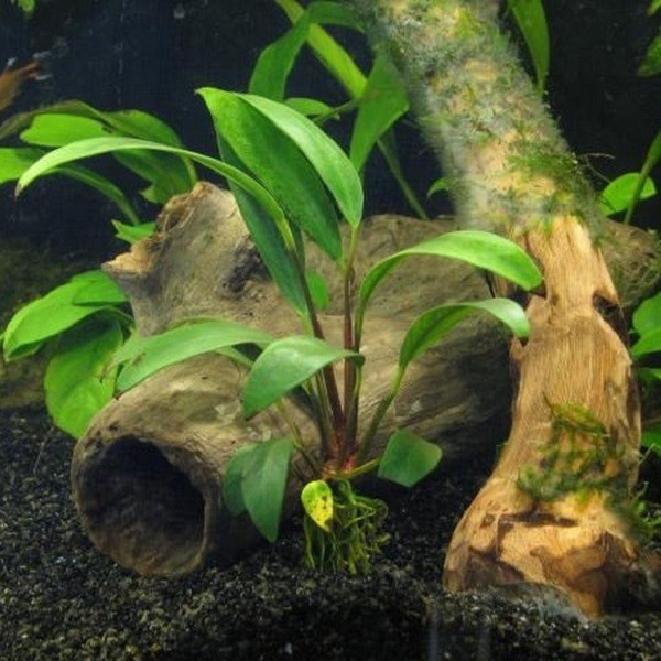 BUY 2 GET 1 FREE Anubias Afzelii Live Aquatic Plant Freshwater Aquarium ...