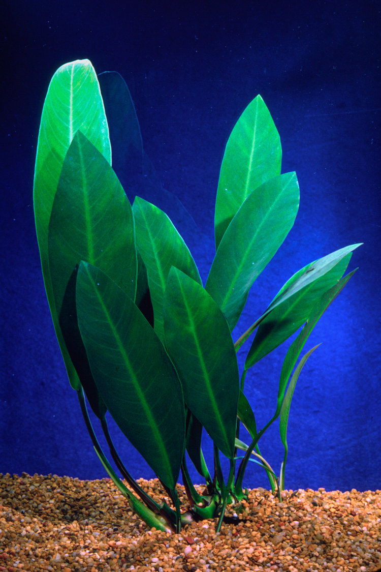 BUY 2 GET 1 FREE Anubias Afzelii Live Aquatic Plant Freshwater Aquarium ...