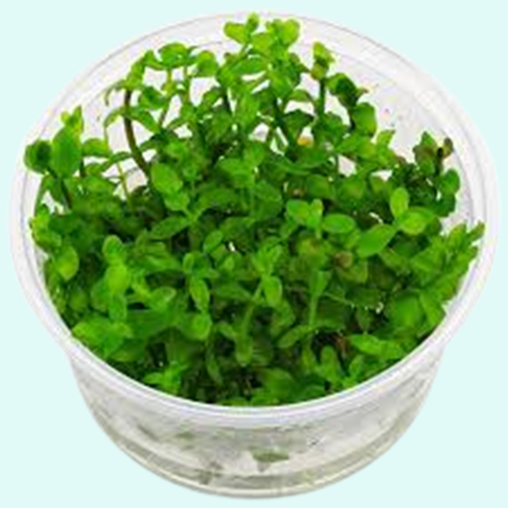 BUY 2 GET 1 FREE Bacopa Caroliniana Live Aquarium Plants | eBay
