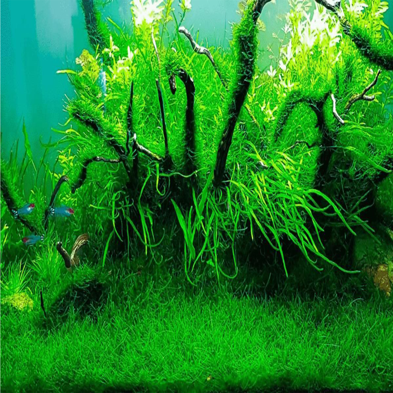Buy 2 Get 1 FREE Christmas Moss Willow Moss Live Aquarium Plants Decor ...