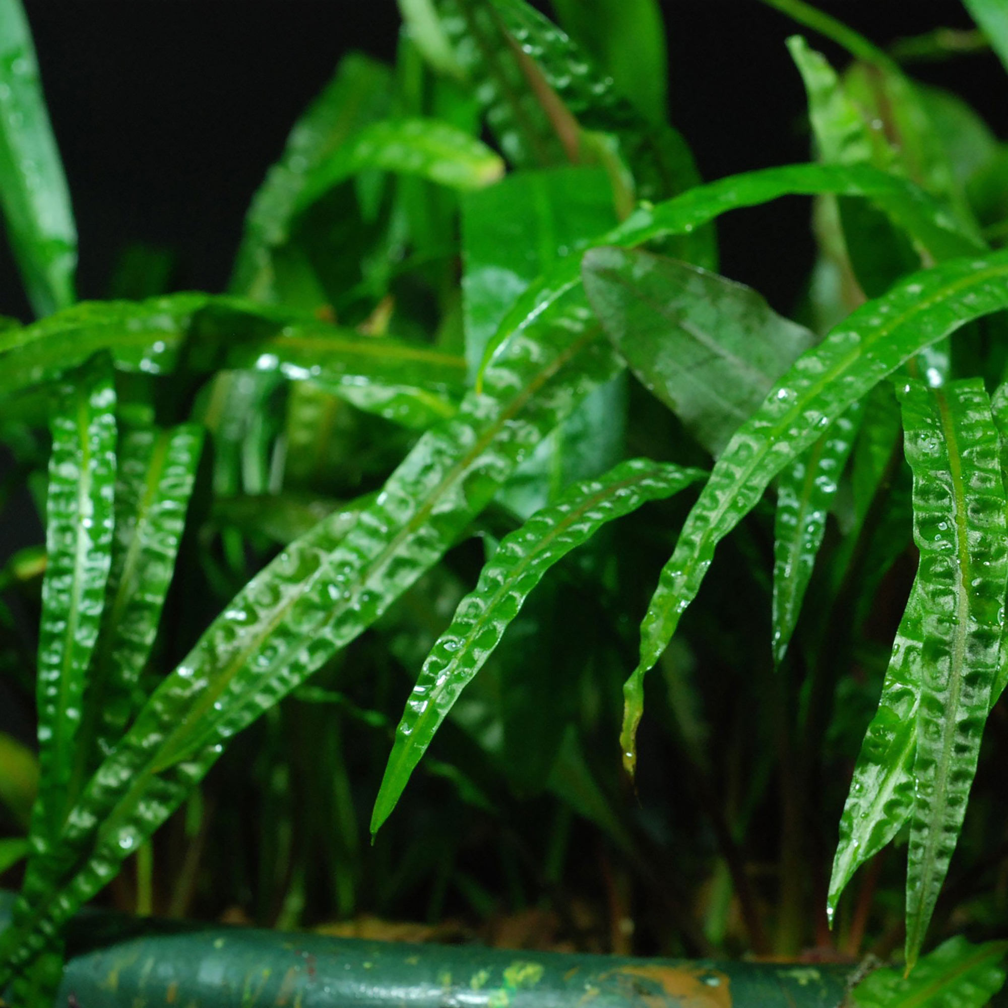 Cryptocoryne Crypt Balansae | eBay