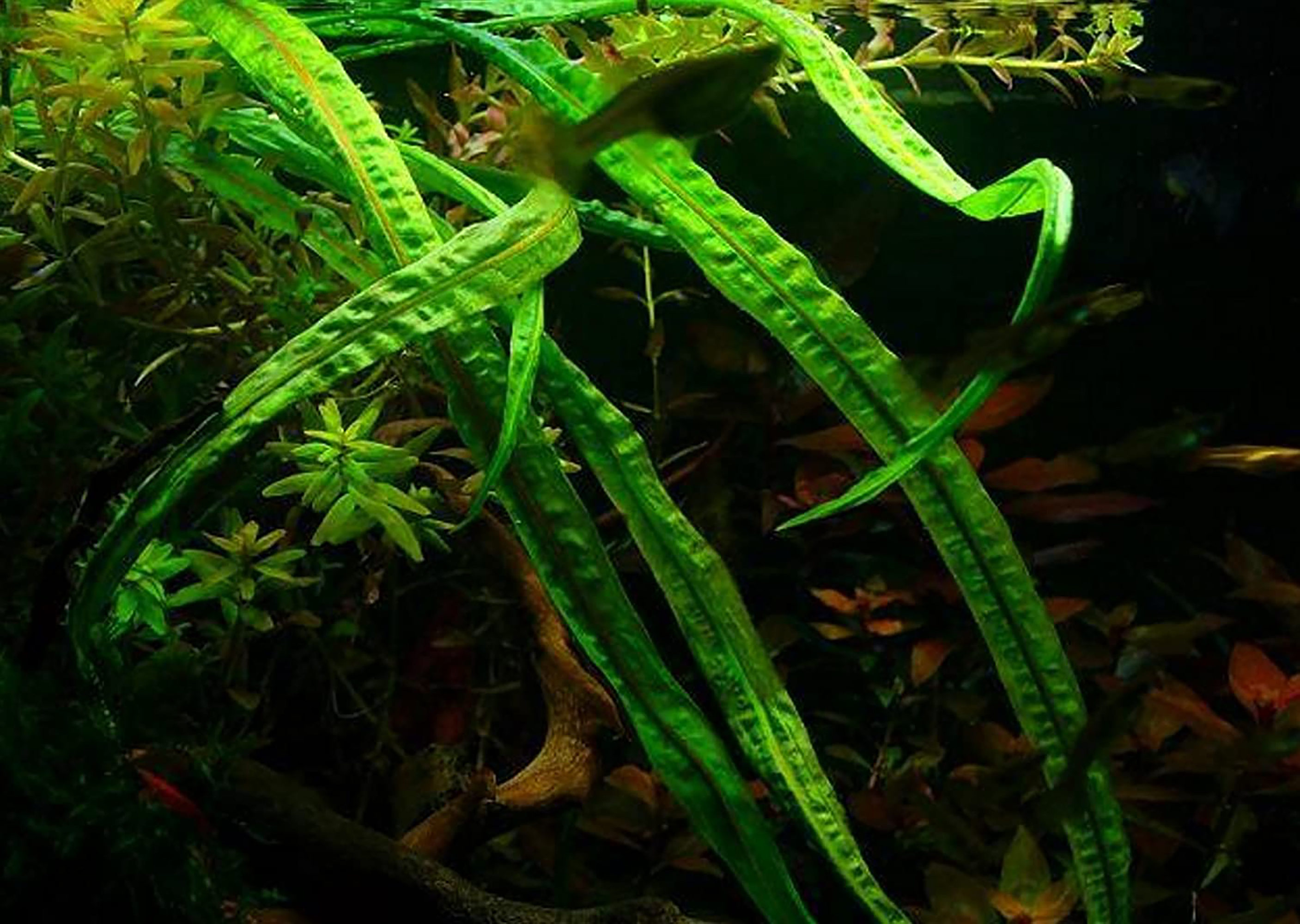 Cryptocoryne Crypt Balansae | eBay