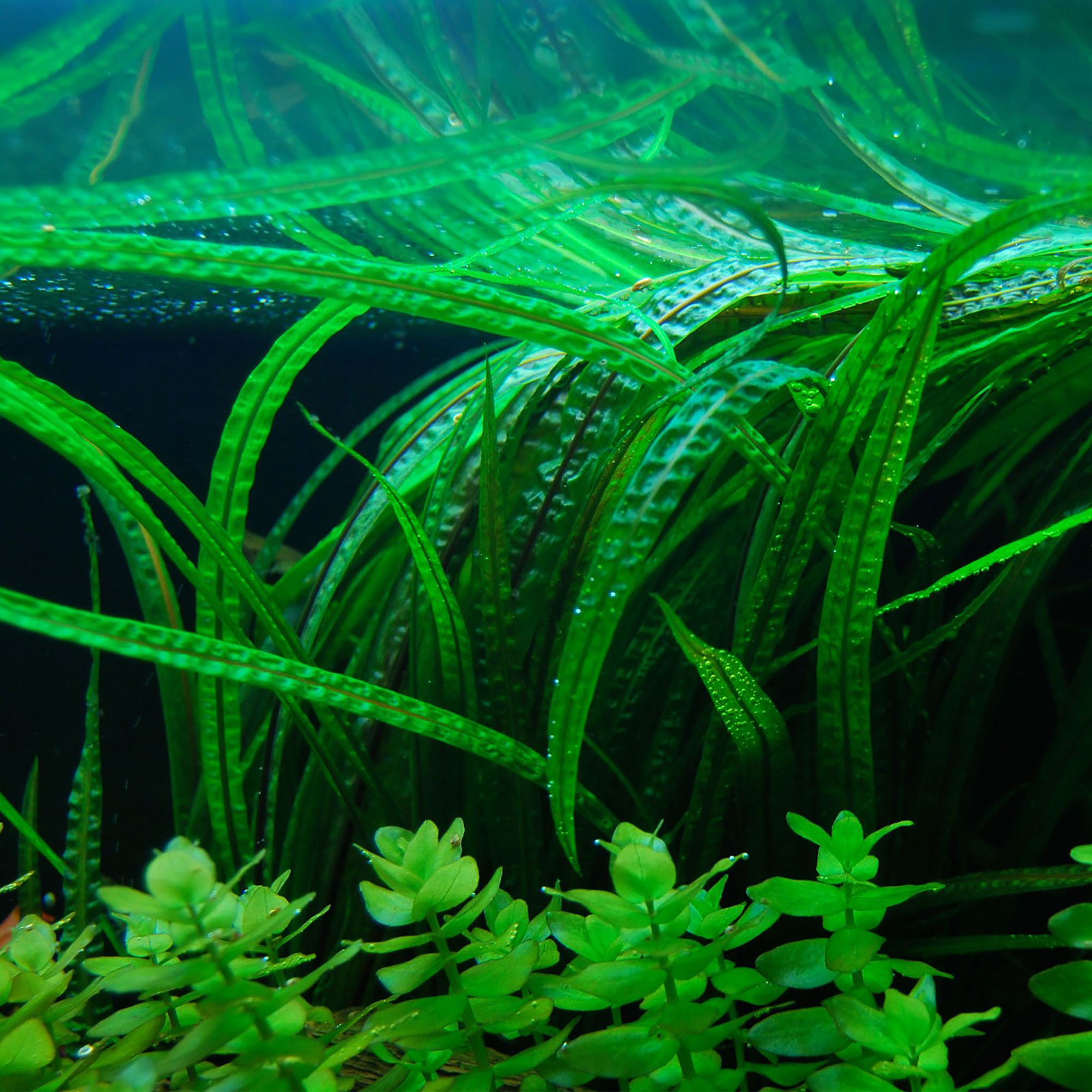 Cryptocoryne Crypt Balansae | eBay