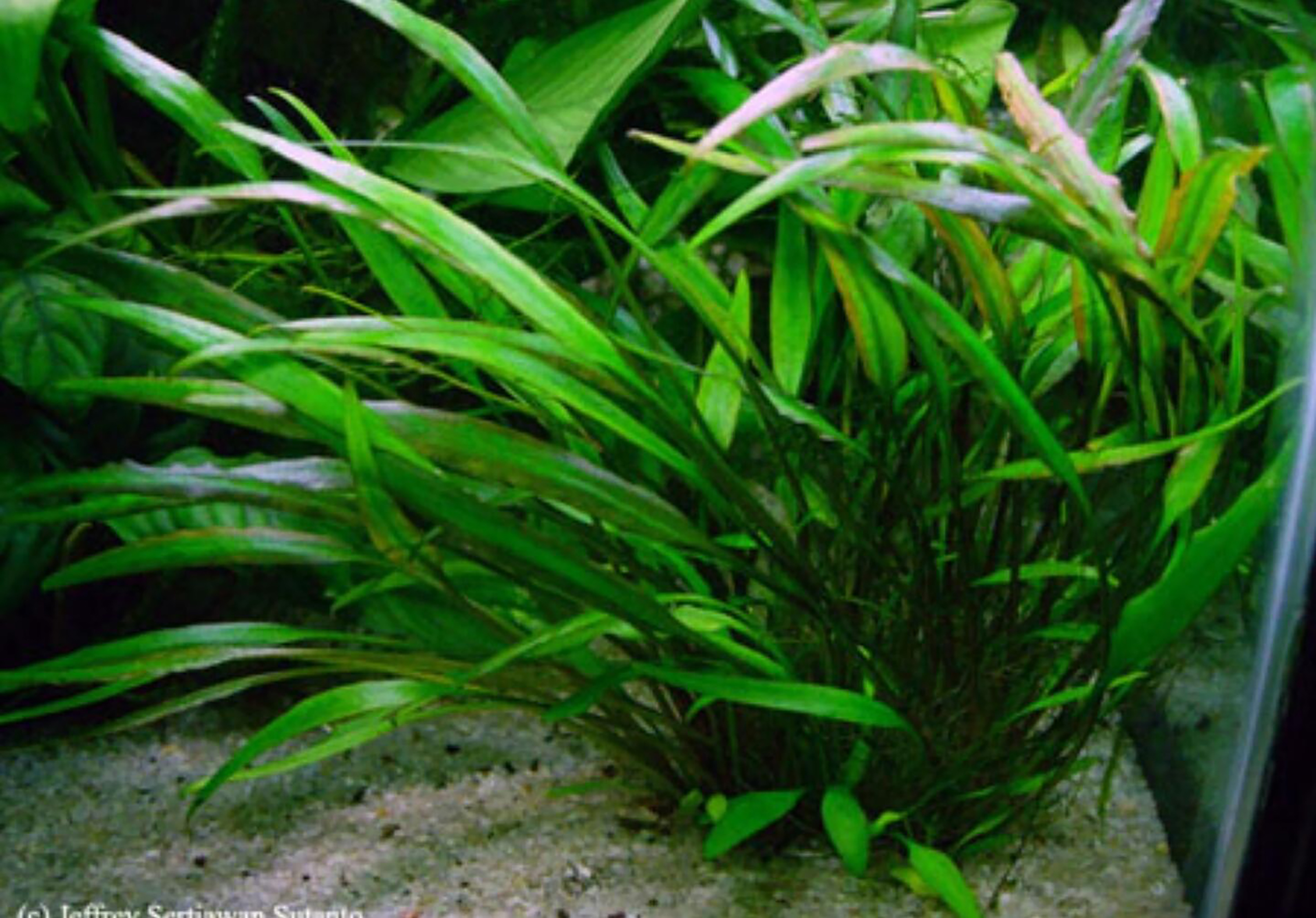 BUY2 GET1 FREE Cryptocoryne Crypt Lucens Live Aquatic Plant | eBay