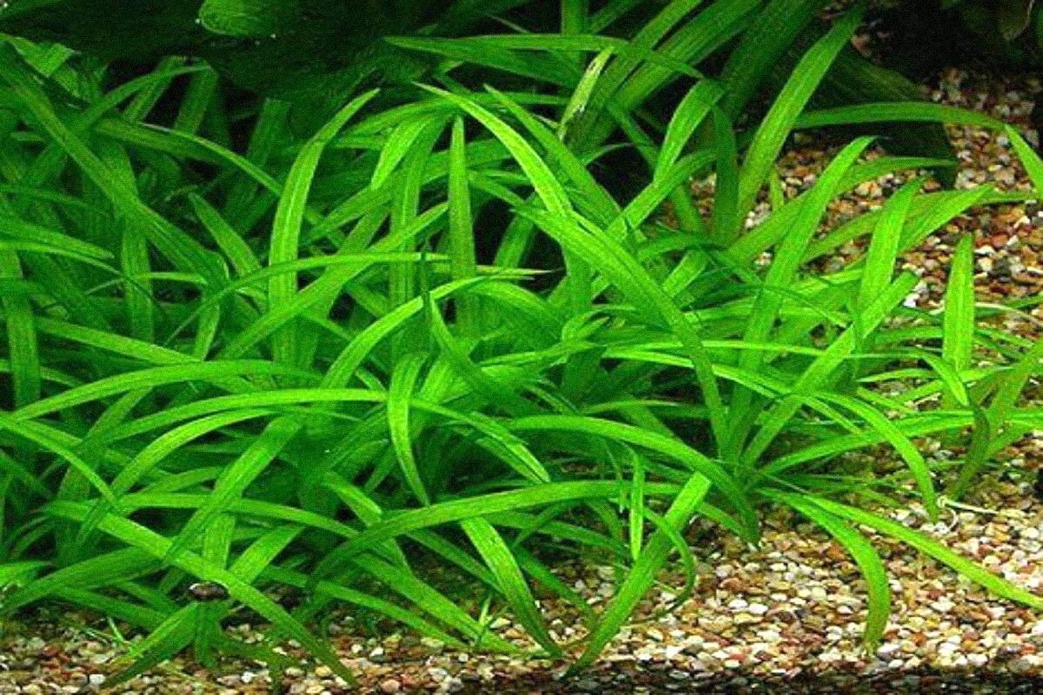 BUY2 GET1 FREE Dwarf Sagittaria (Subulata) Bundle HEAT PACK INCLUDED | eBay