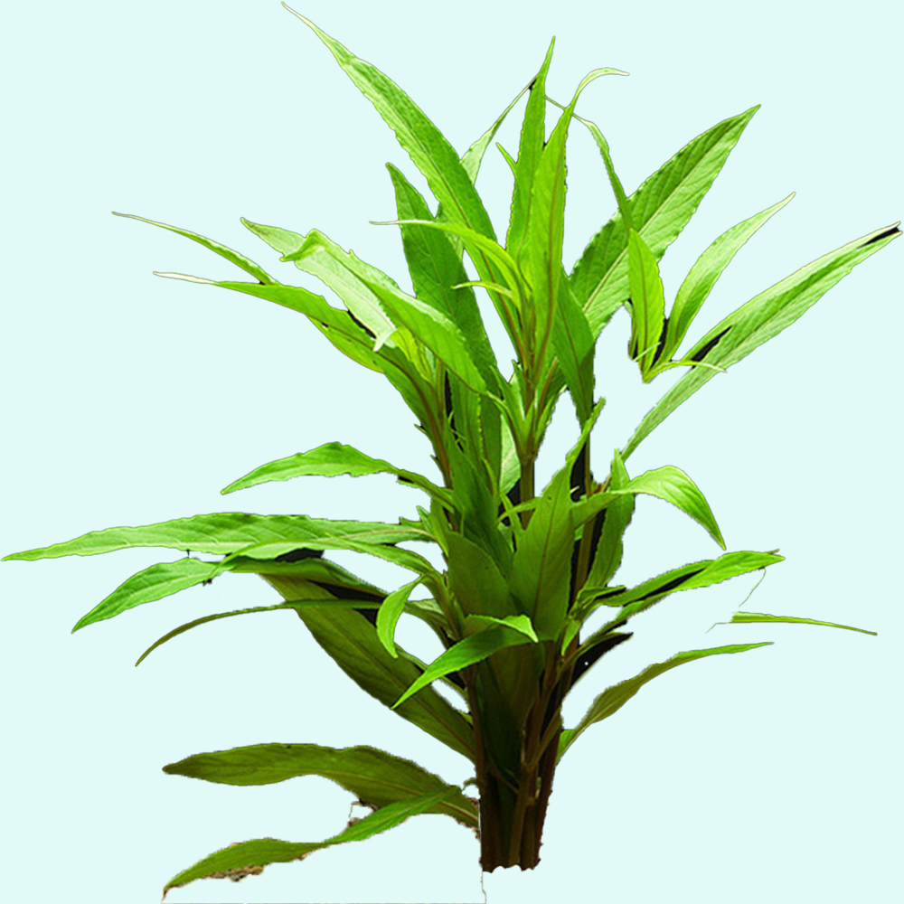 BUY 2 GET 1 FREE Hygro Blue (Hygrophila Salcifolia) Live Aquarium ...