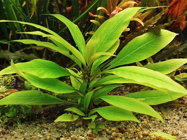 BUY 2 GET 1 FREE Hygro Blue (Hygrophila Salcifolia) Live Aquarium ...