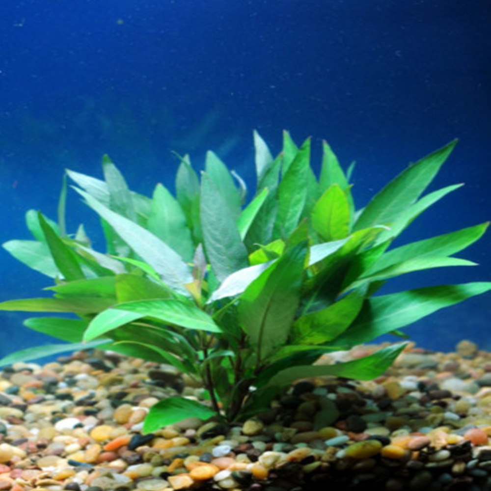 BUY 2 GET 1 FREE Hygro Blue (Hygrophila Salcifolia) Live Aquarium ...
