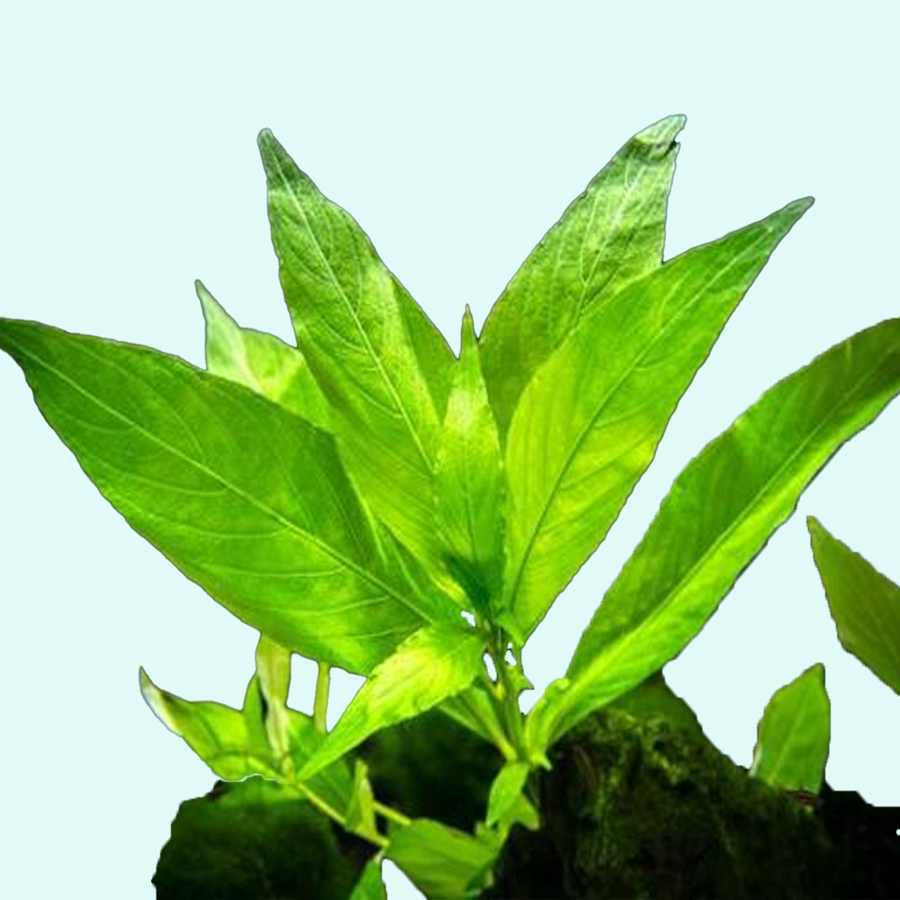 BUY 2 GET 1 FREE Hygro Blue (Hygrophila Salcifolia) Live Aquarium ...