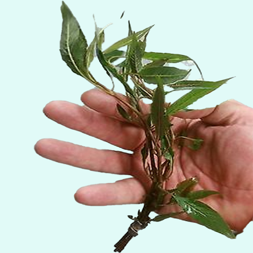 BUY 2 GET 1 FREE Hygro Blue (Hygrophila Salcifolia) Live Aquarium ...