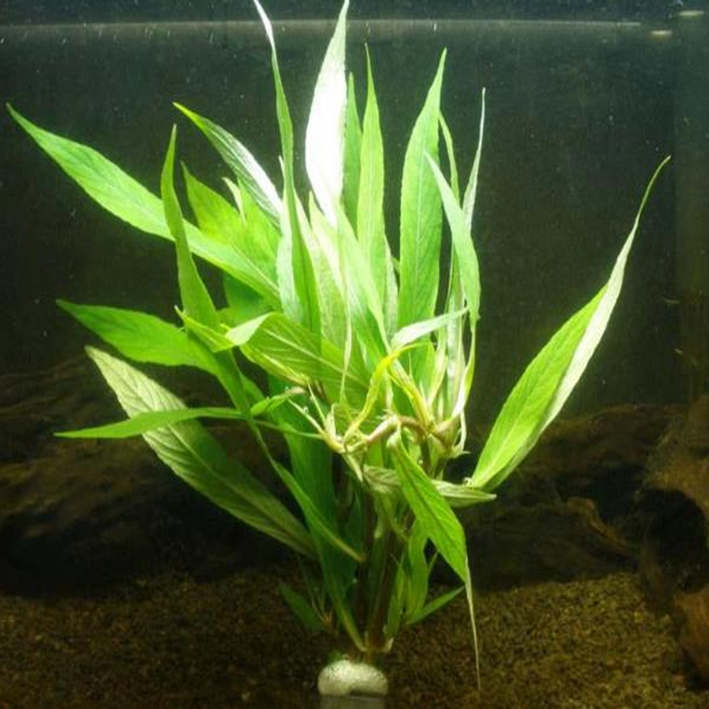 BUY 2 GET 1 FREE Hygro Blue (Hygrophila Salcifolia) Live Aquarium ...