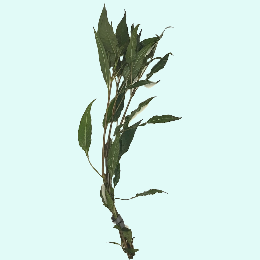 BUY 2 GET 1 FREE Hygro Blue (Hygrophila Salcifolia) Live Aquarium ...