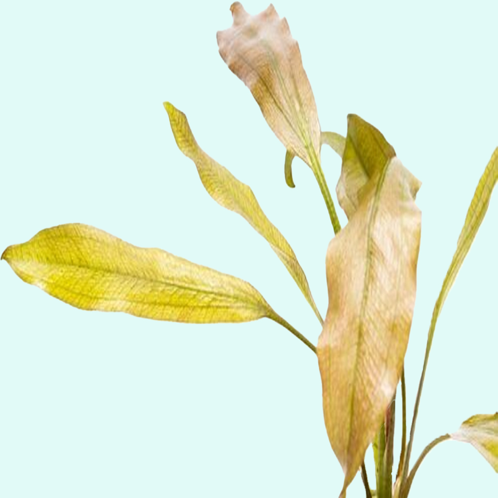 BUY 2 GET 1 FREE Indian Red Amazon Sword (Echinodorous) Aquarium Plants ...