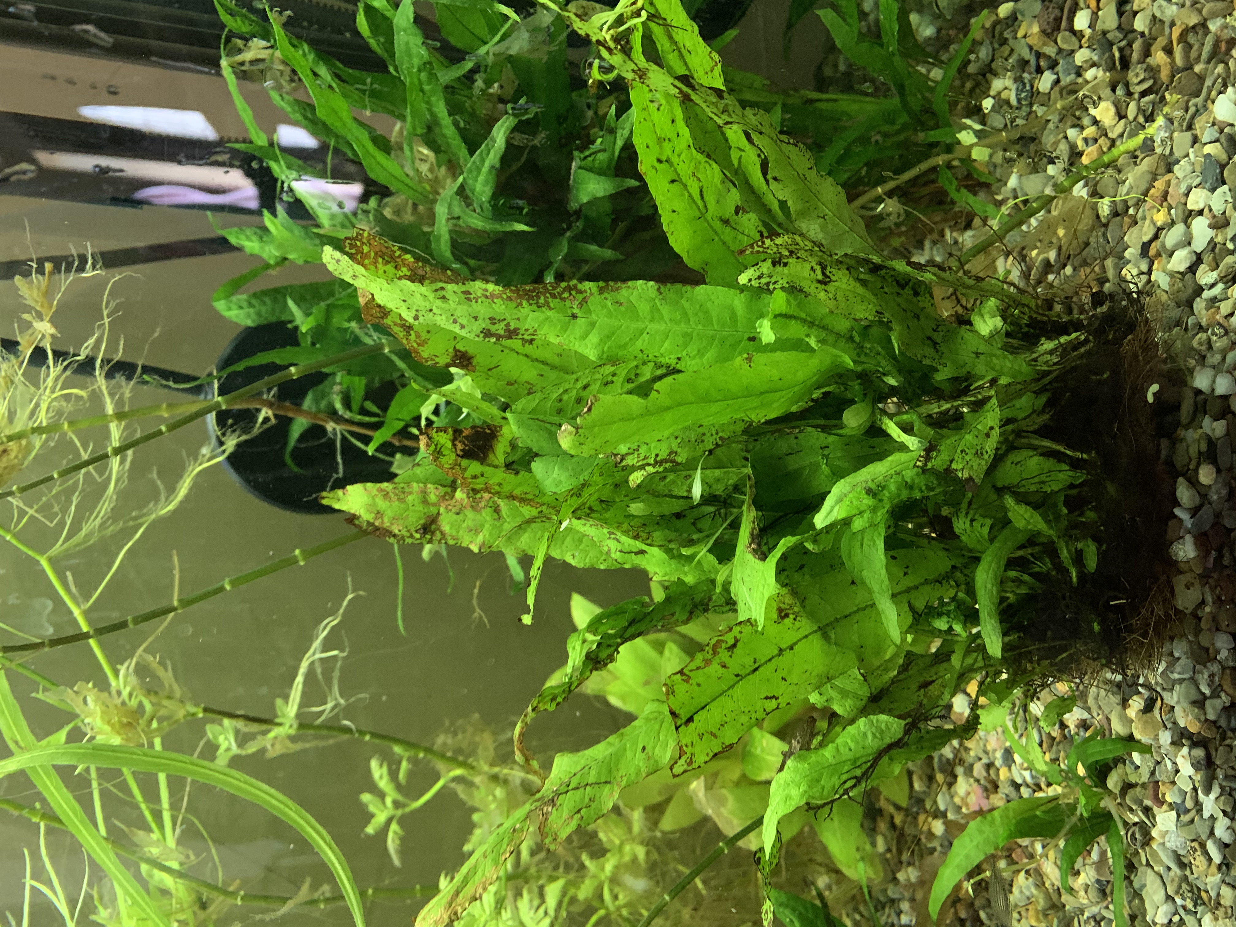 Купить Живые растения Java Fern Bare Root Medium Live Aquarium Plants в ...