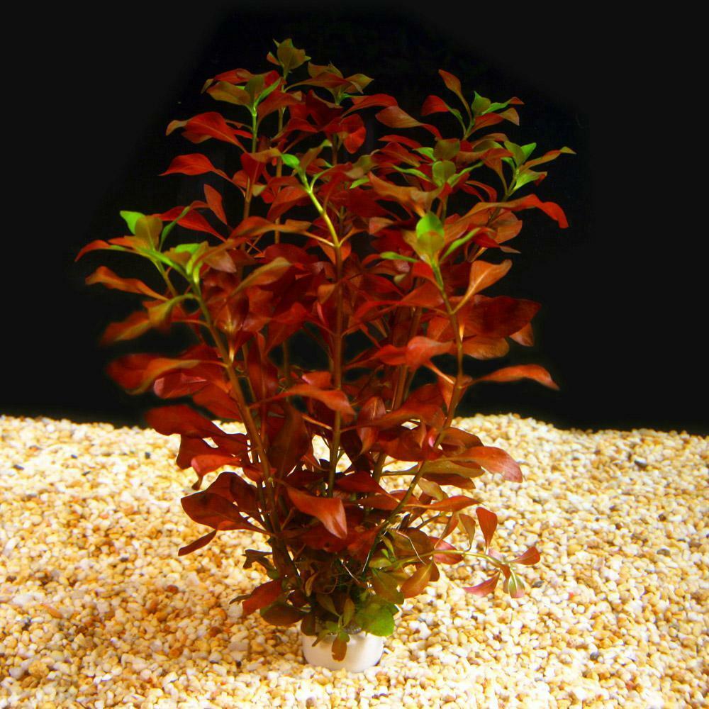 BUY2 GET1 FREE Ludwigia Repens Super Red Mini 2"Pot Live Aquatic Plant ...