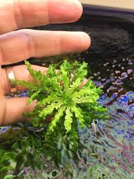 BUY 2 GET 1 FREE Pogostemon Helferi Bunch Live Aquarium Plants | eBay