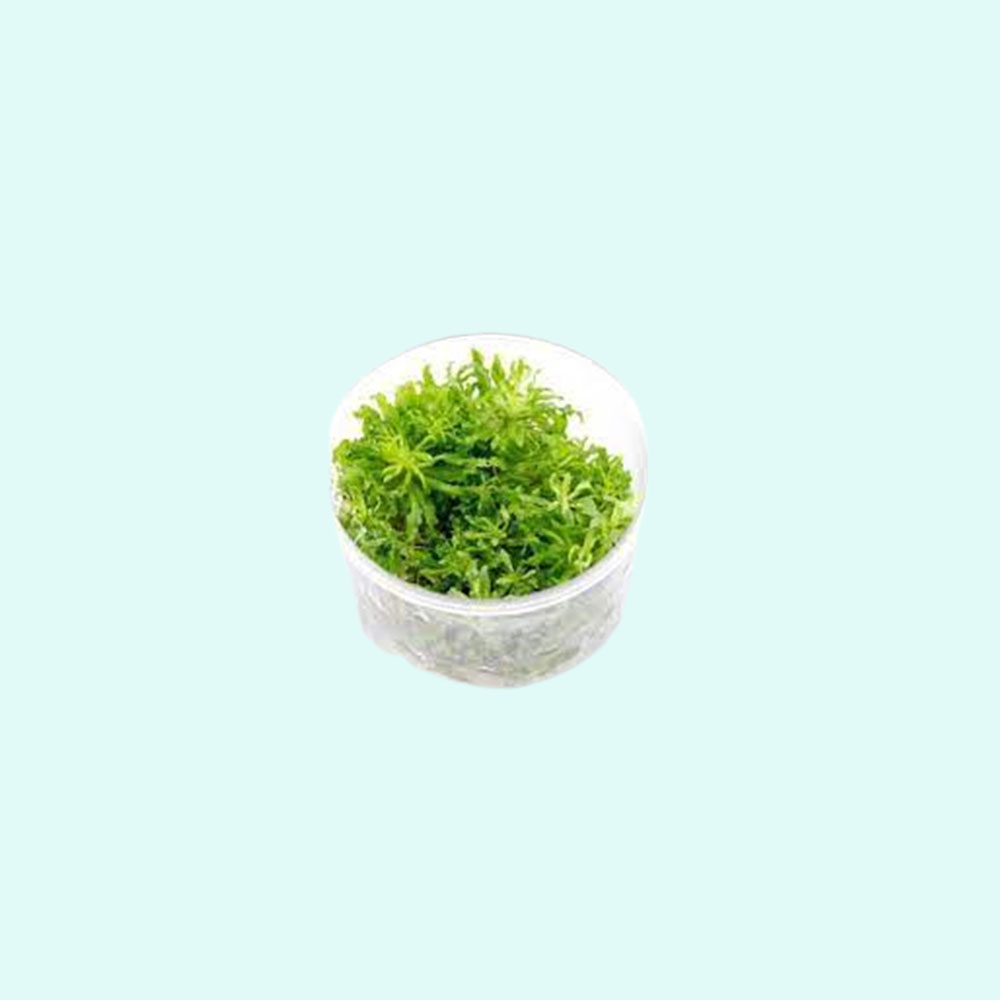 BUY 2 GET 1 FREE Pogostemon Helferi Bunch Live Aquarium Plants | eBay