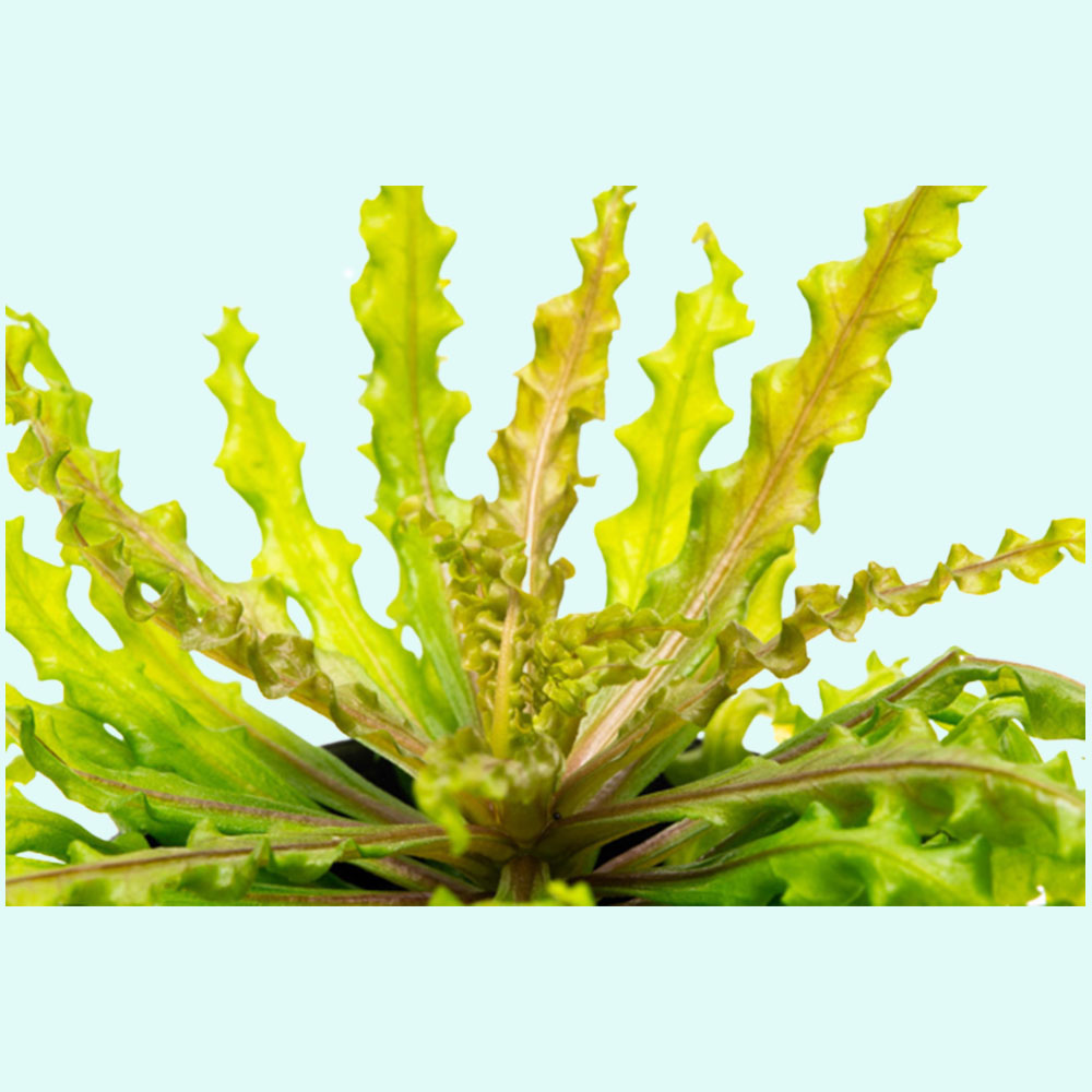 BUY 2 GET 1 FREE Pogostemon Helferi Bunch Live Aquarium Plants | eBay