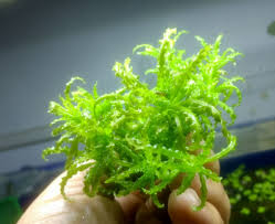 BUY 2 GET 1 FREE Pogostemon Helferi Bunch Live Aquarium Plants | eBay