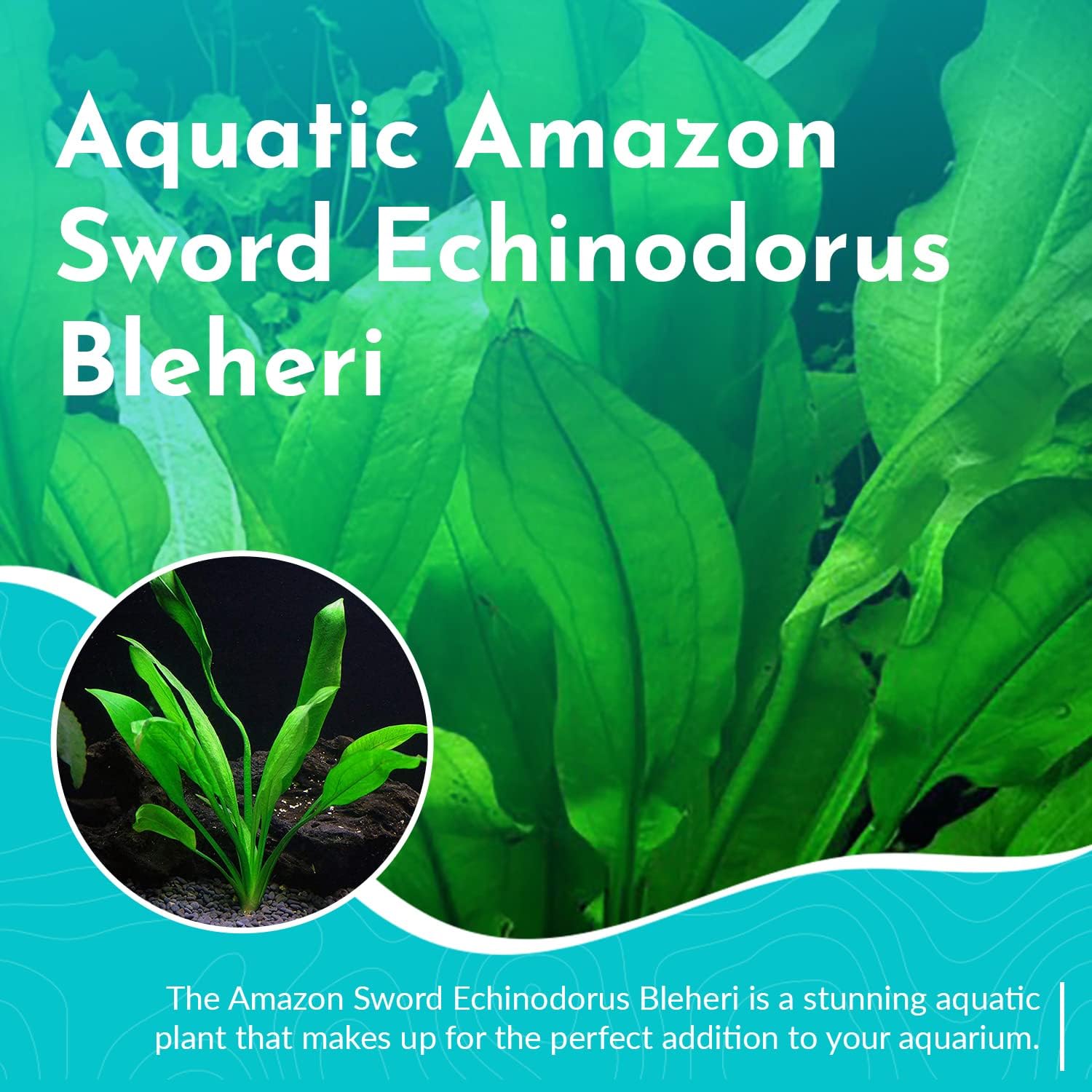 Amazon Sword Echinodorus Bleheri Live Aquarium Plants BUY 2 GET 1 FREE ...