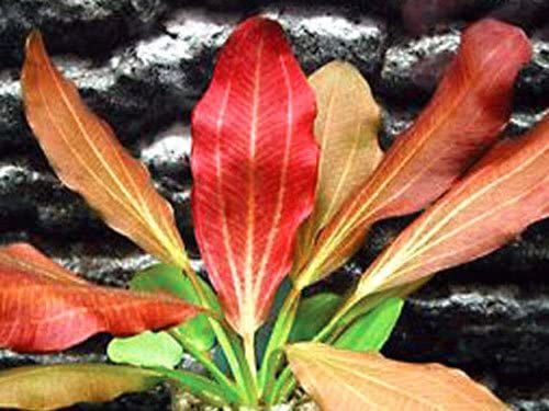 🌱BUY2 GET1 FREE Amazon Sword Echinodorus Red Flame Live Aquatic Plants ...