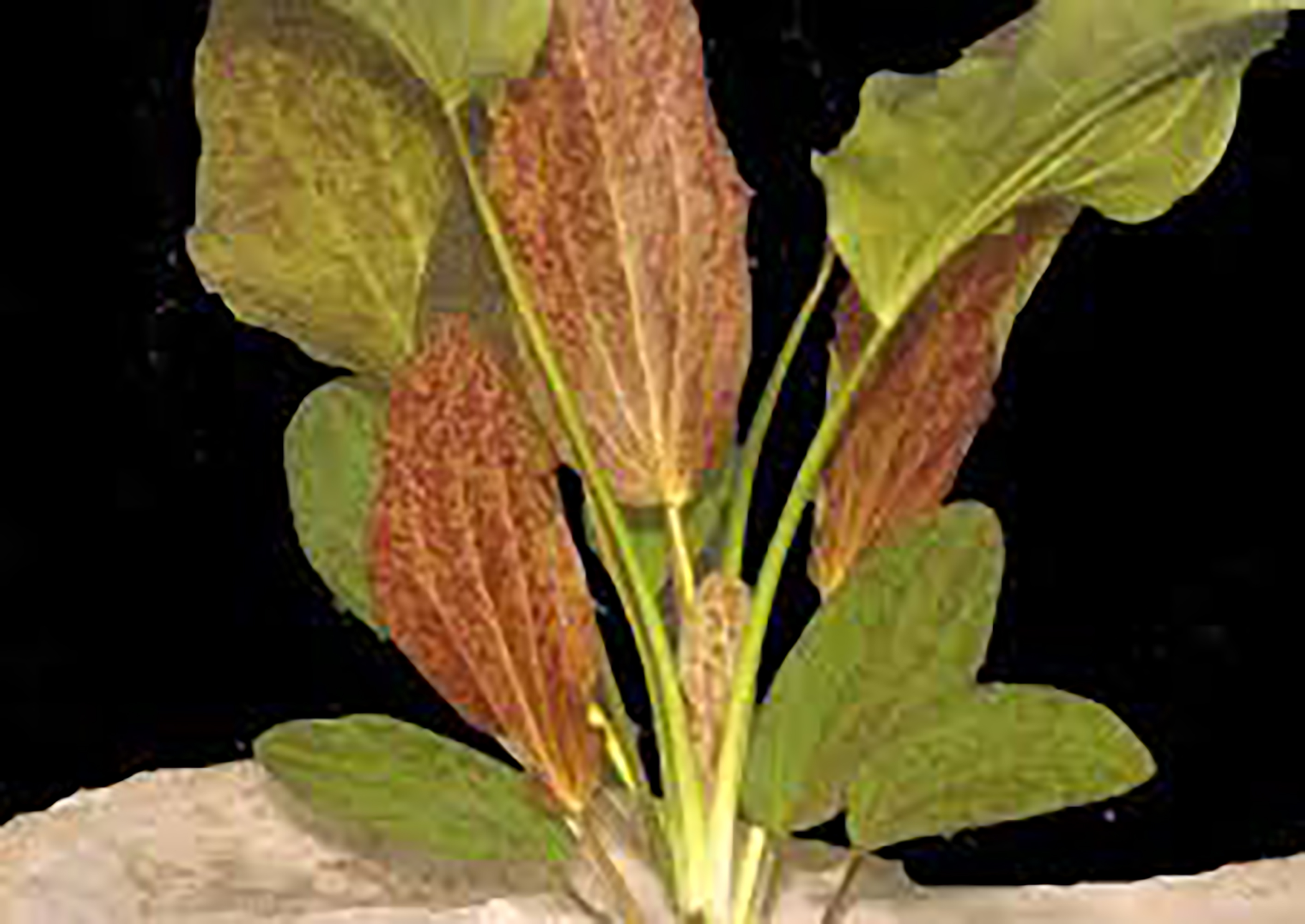 BUY2 GET1 FREE Amazon Sword Echinodorus Red Melon Small HEAT PACK ...