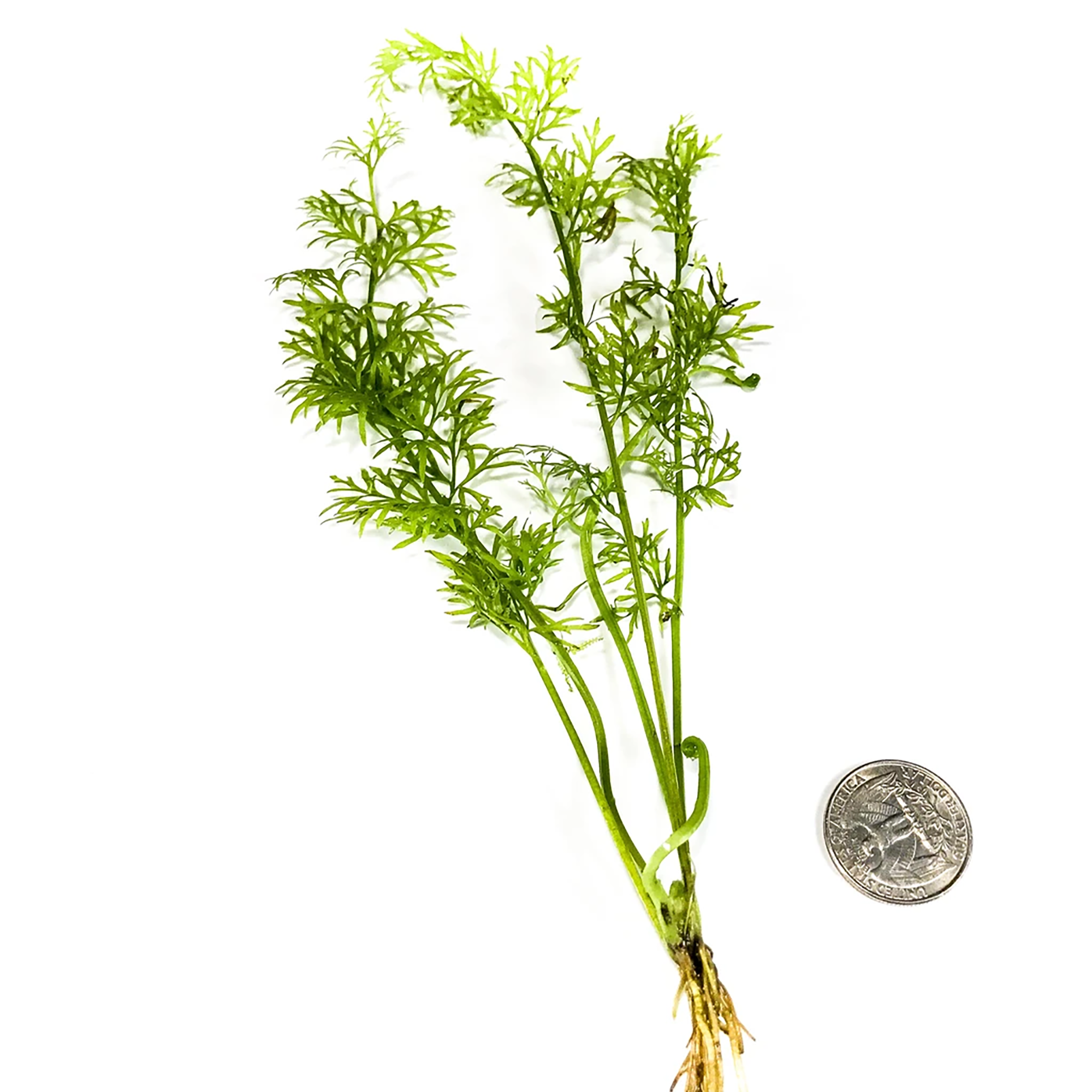BUY2 GET1 FREE Water Sprite (Indian Fern) 2 Inch Pot Live Aquatic Plant ...