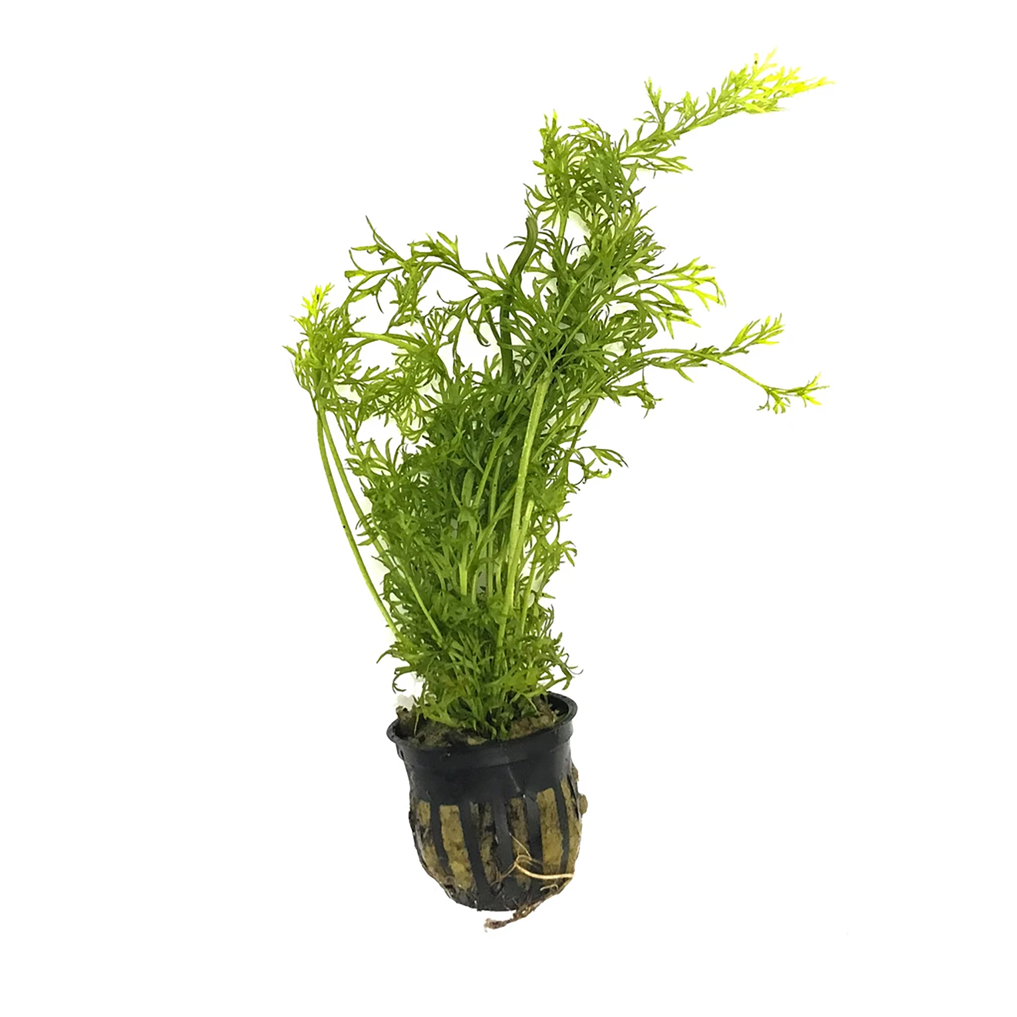 BUY2 GET1 FREE Water Sprite (Indian Fern) 2 Inch Pot Live Aquatic Plant ...