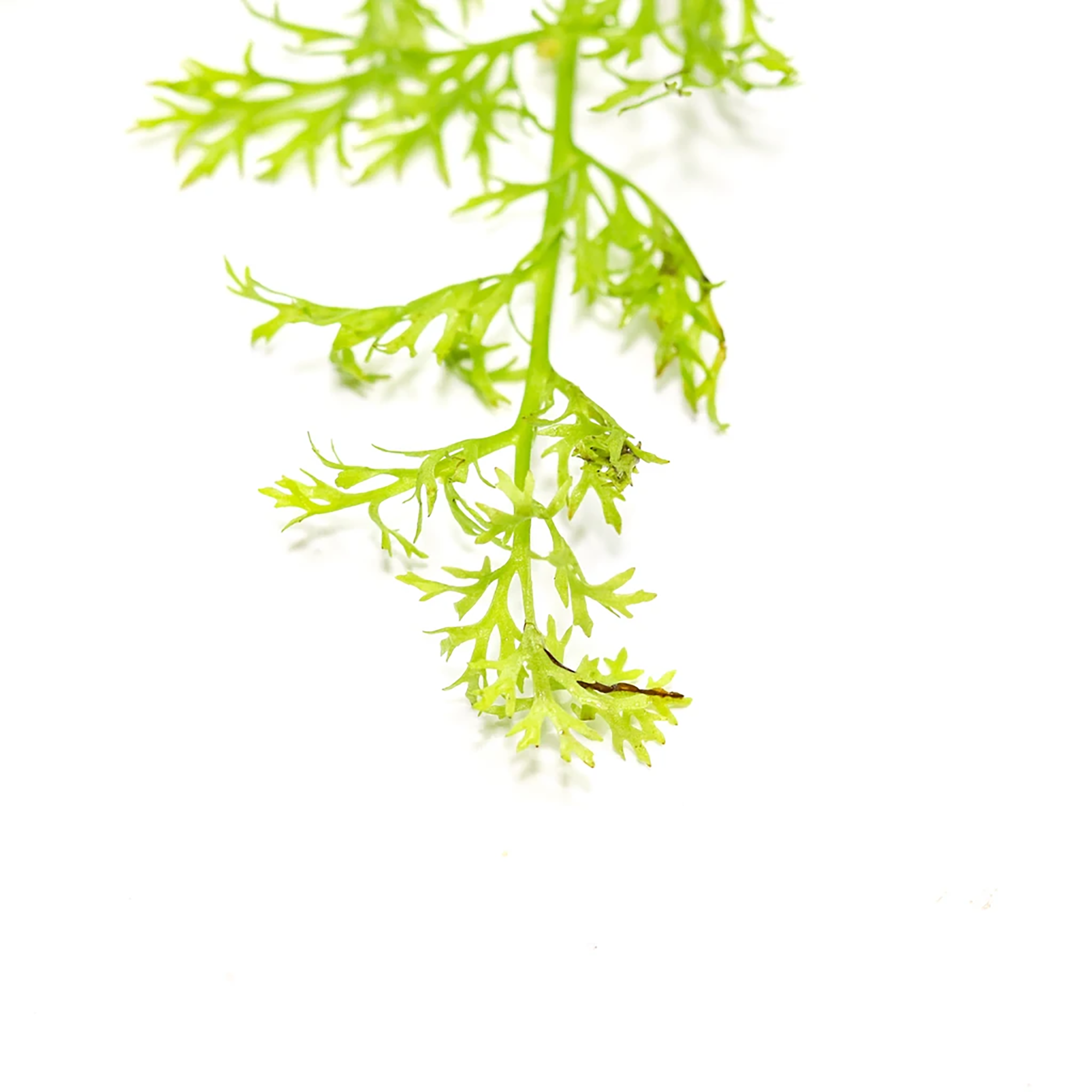BUY2 GET1 FREE Water Sprite (Indian Fern) 2 Inch Pot Live Aquatic Plant ...