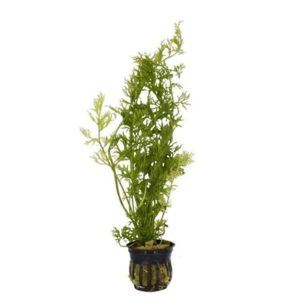 BUY2 GET1 FREE WATER SPRITE (Lace Leaf) Potted Live Aquatic Plant | eBay