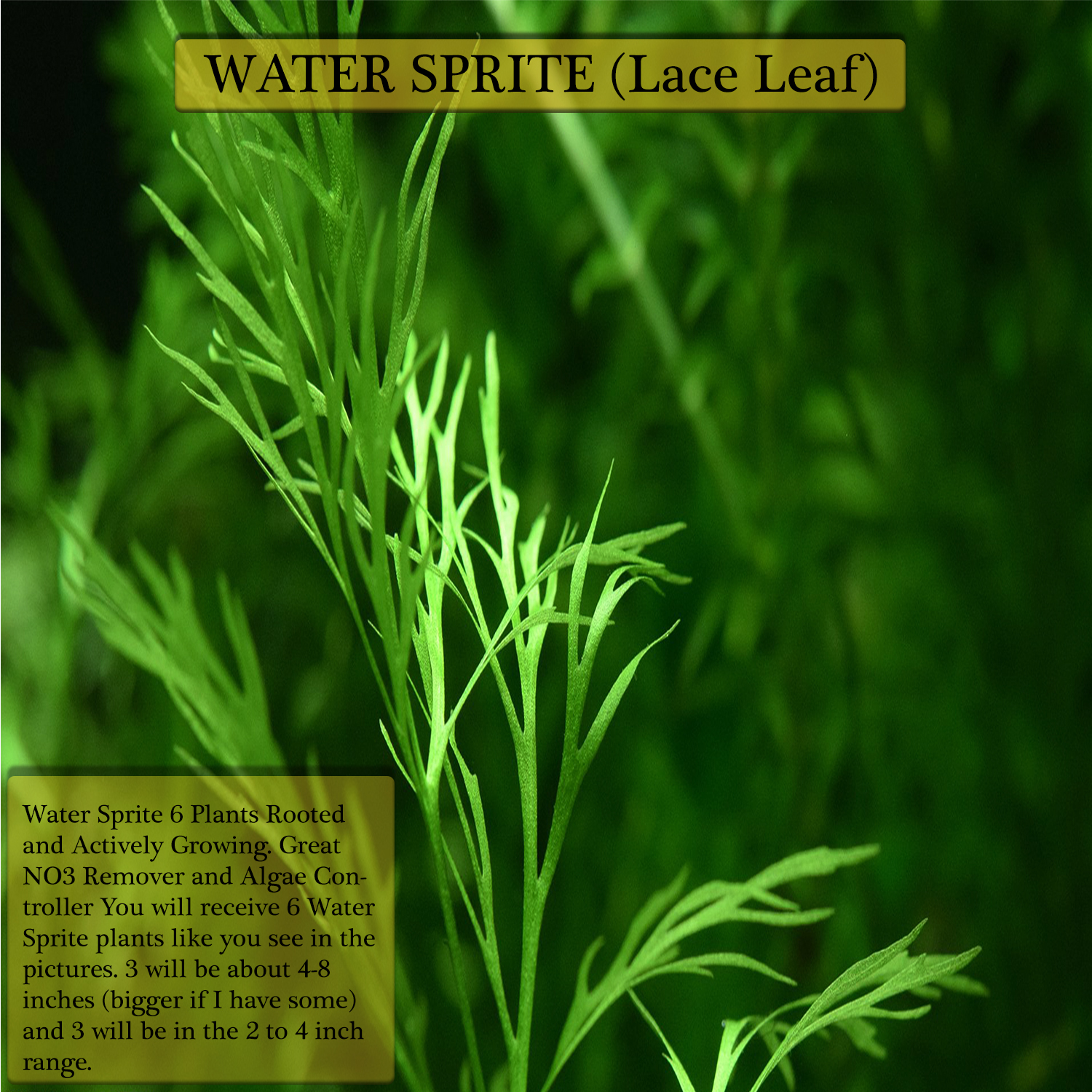 BUY2 GET1 FREE WATER SPRITE (Lace Leaf) Potted Live Aquatic Plant | eBay