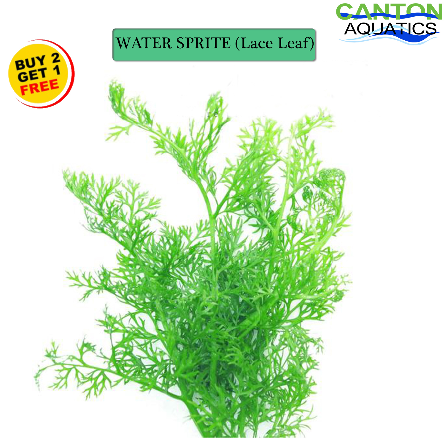 BUY2 GET1 FREE WATER SPRITE (Lace Leaf) Potted Live Aquatic Plant | eBay