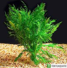 Willow Moss Fontinalis Antipyretica BUY 2 GET 1 FREE Easy Live Aquarium ...