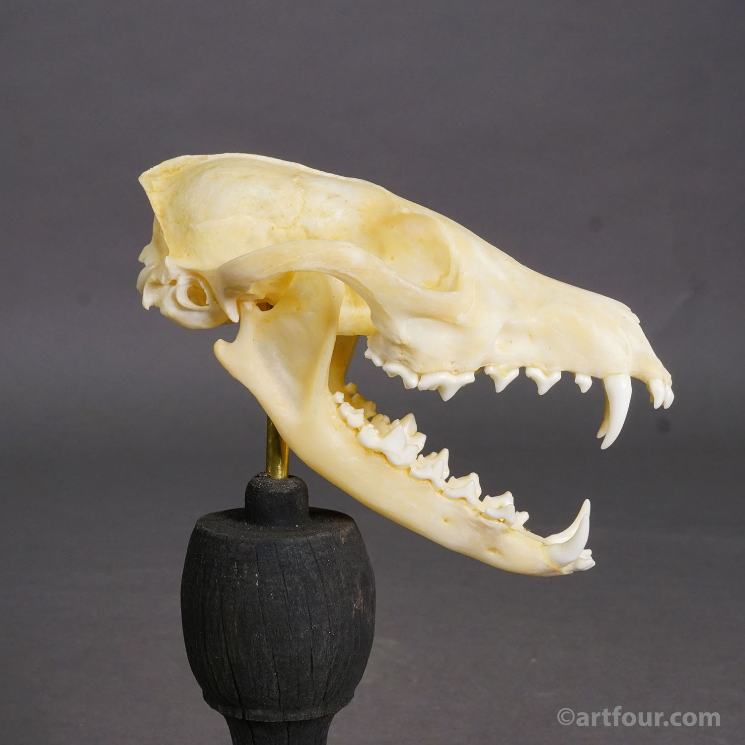 Antique Real Skull of a Red Fox, Germany ca. 1900s | eBay