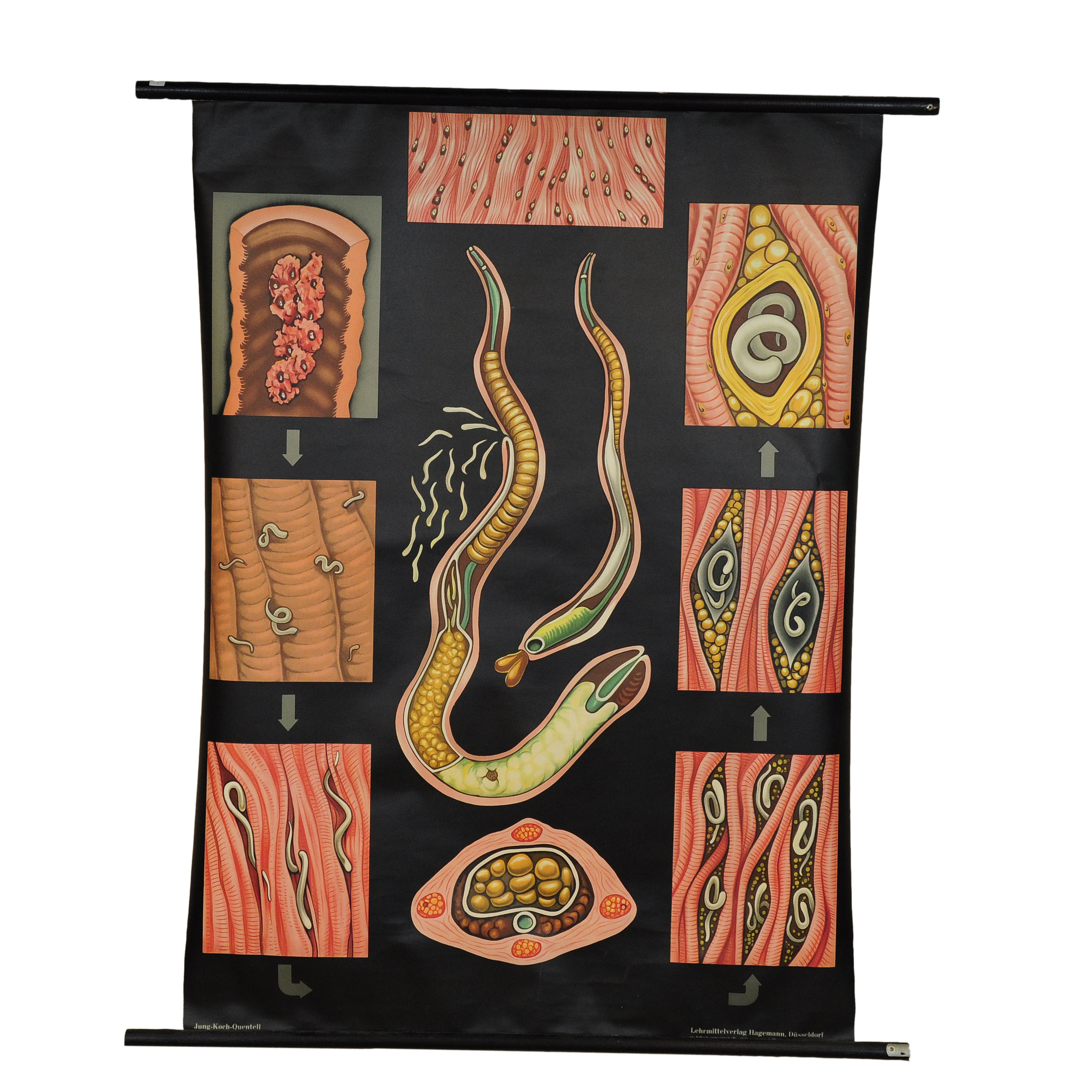 vintage picture poster wall chart, Jung Koch Quentell, roundworm ...