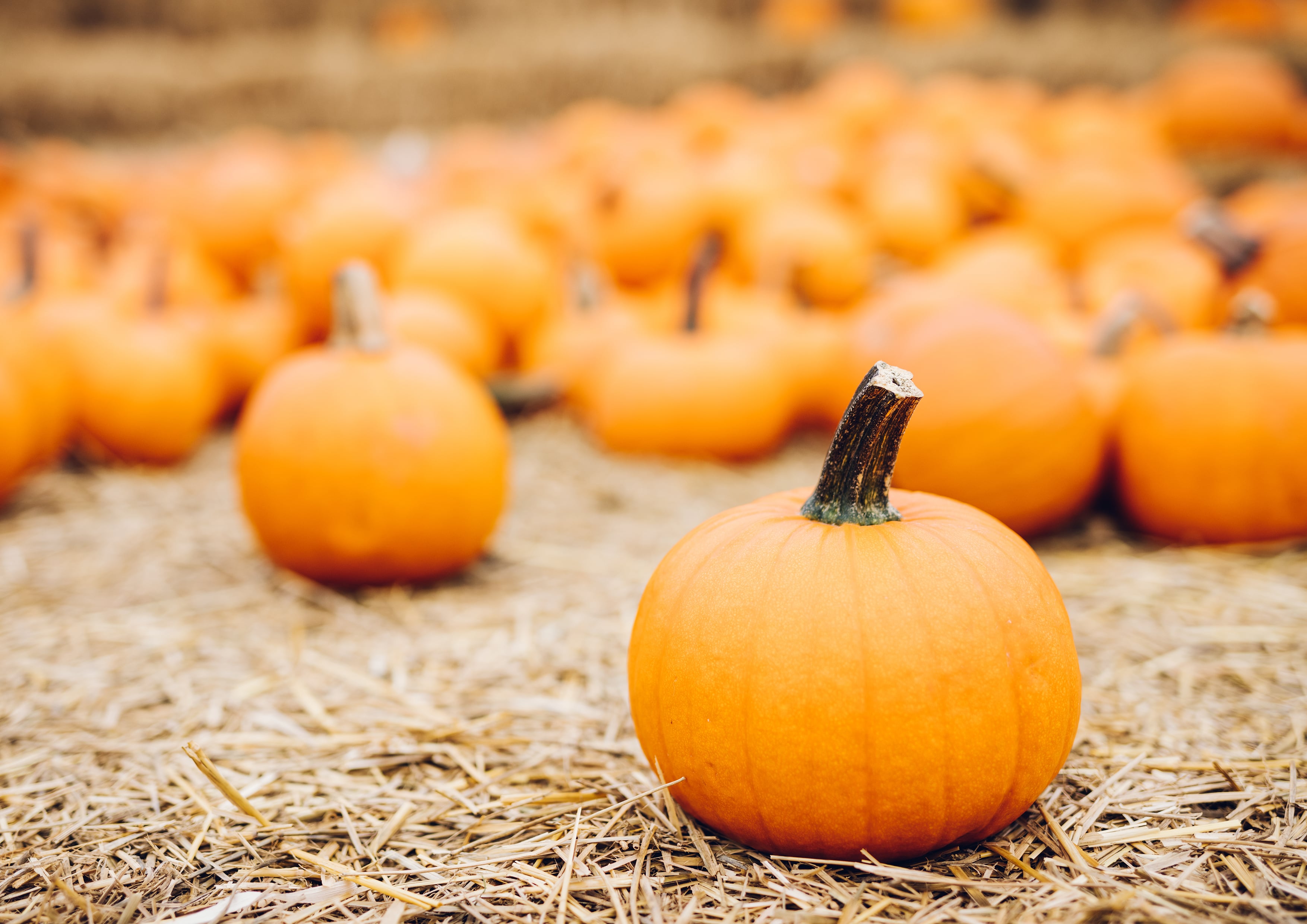 Organic Sprouted Pumpkin Seeds Non GMO Kosher Unsalted By Food To organic-sprouted-pumpkin-seeds-non-gmo-kosher-unsalted-by-food-to