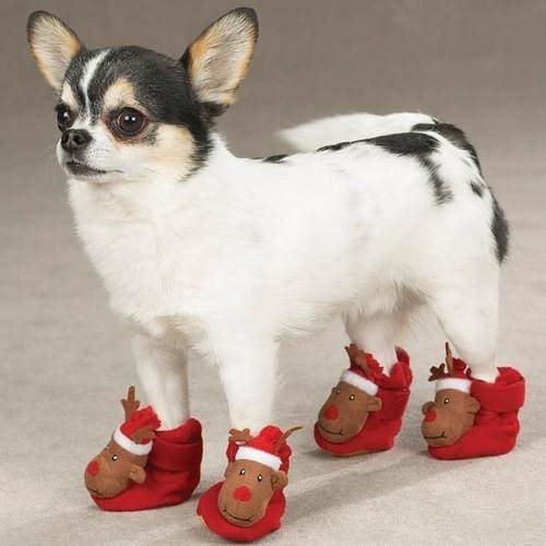 Casual Canine Holiday Dog Slippers | eBay